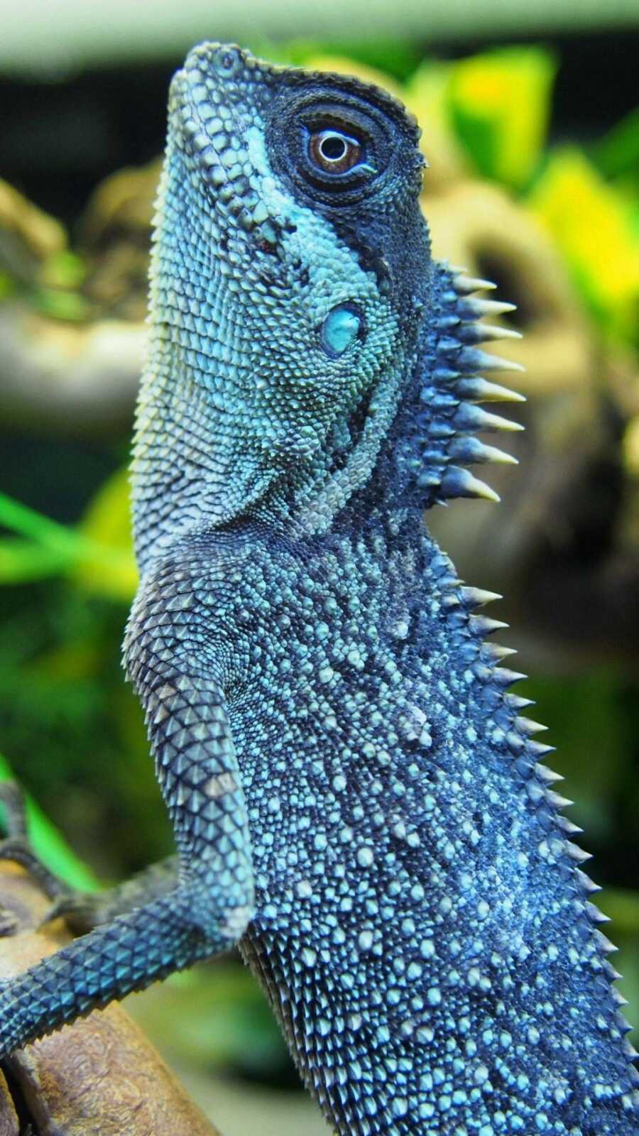 Lizard Wallpapers (56 images) - WallpaperCat