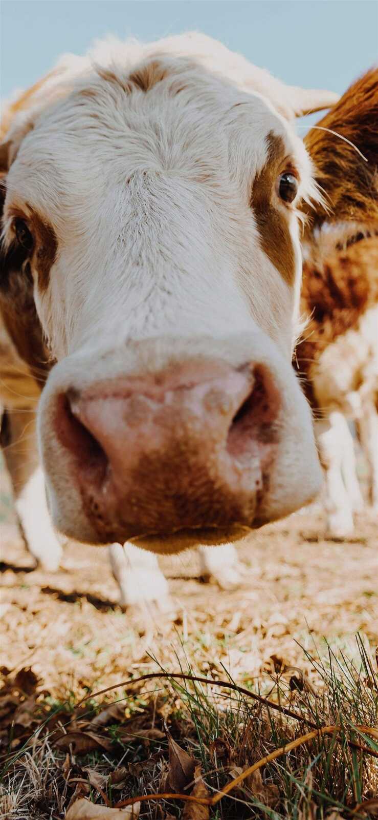 Farm Animals Wallpapers (54 images) - WallpaperCat