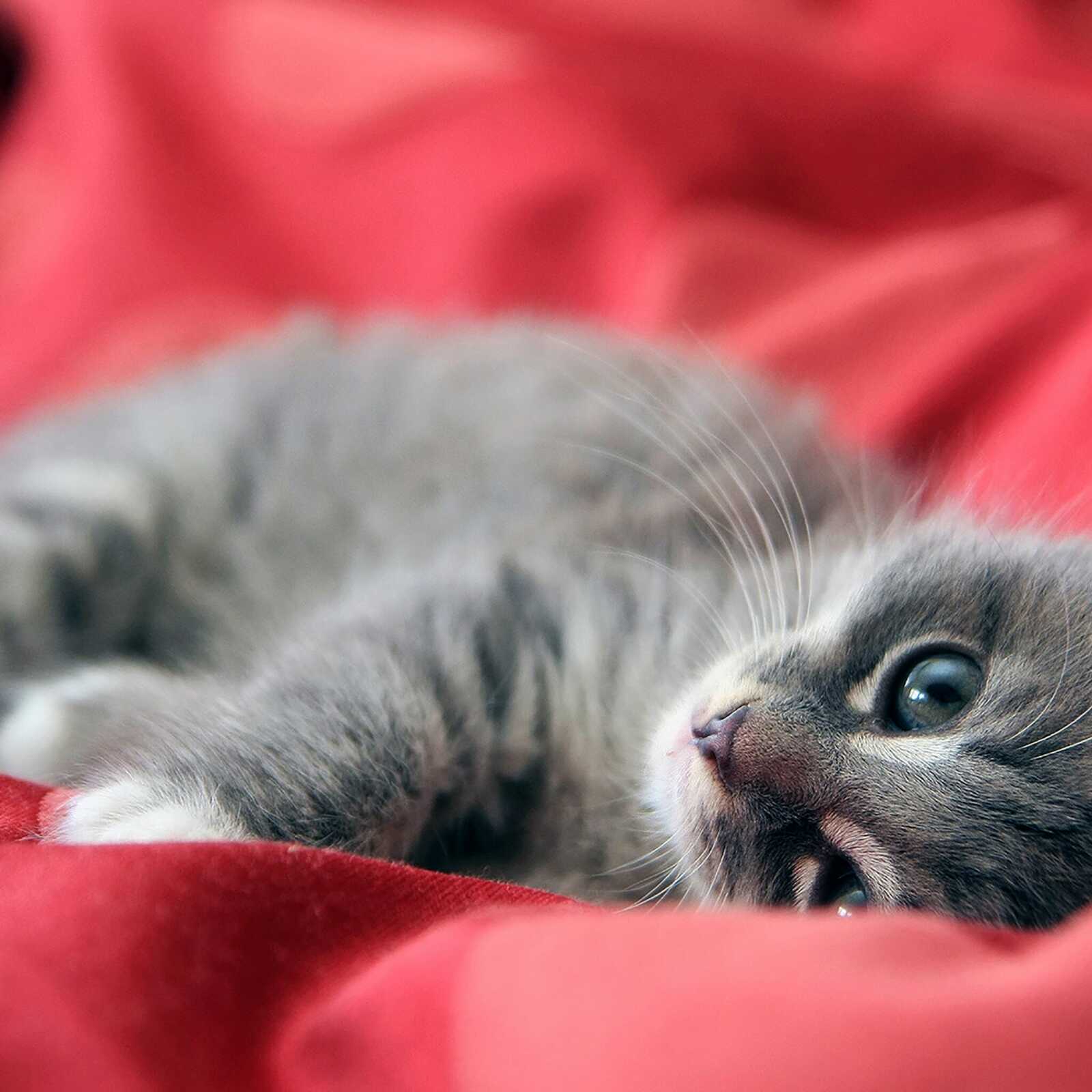 Cat Wallpapers (148 images) - WallpaperCat