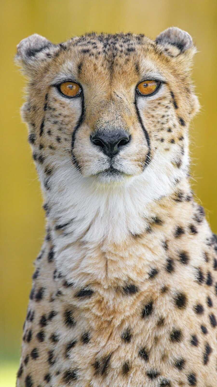 Cheetah Wallpapers (61 images) - WallpaperCat
