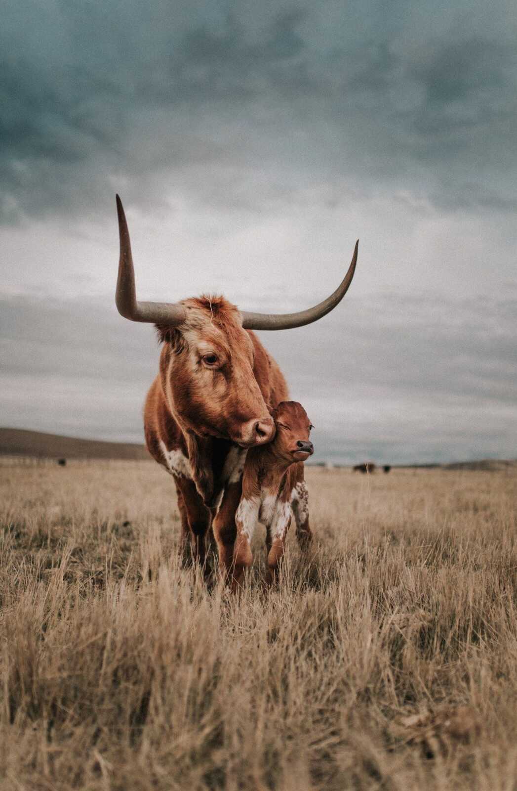 Longhorn Wallpapers (25 images) - WallpaperCat