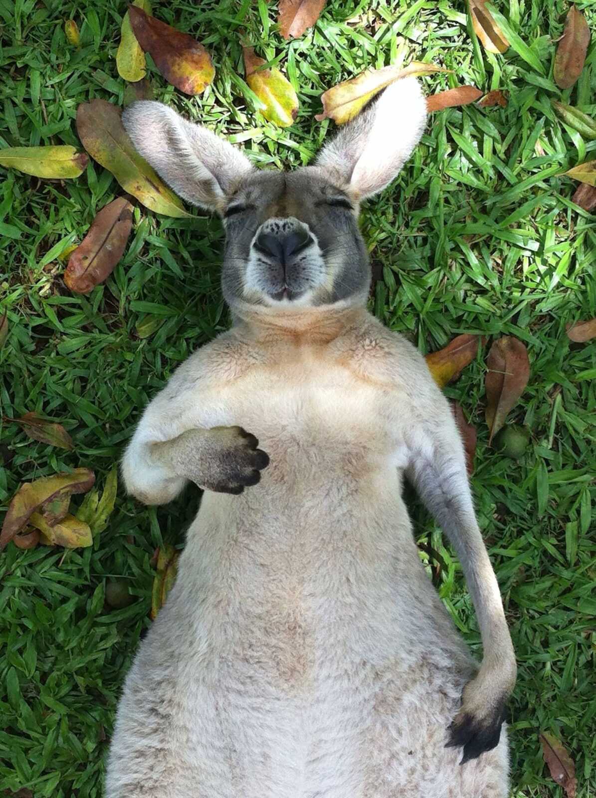 Kangaroo Wallpapers (37 images) - WallpaperCat