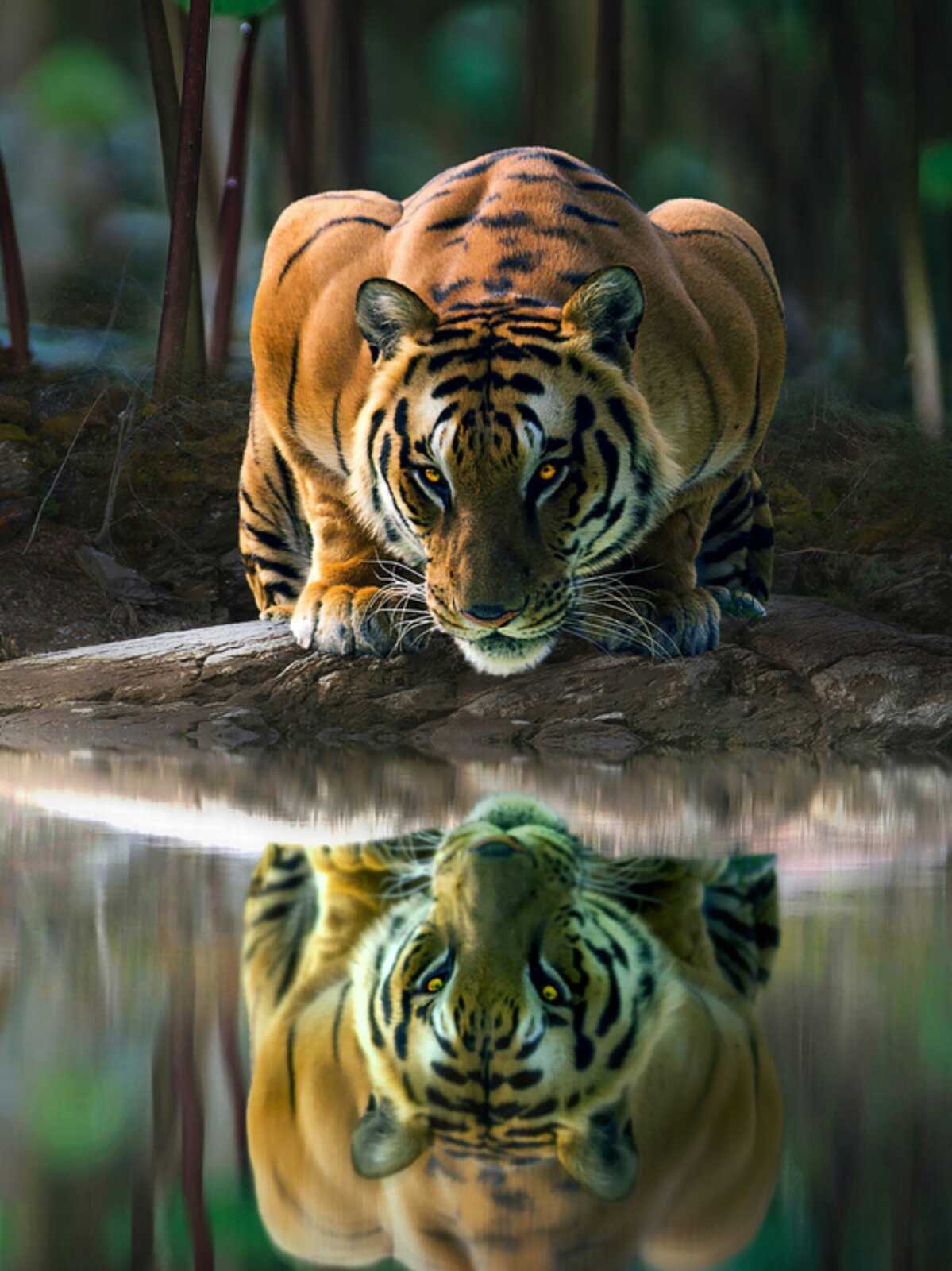 Tiger Wallpapers (86 images) - WallpaperCat