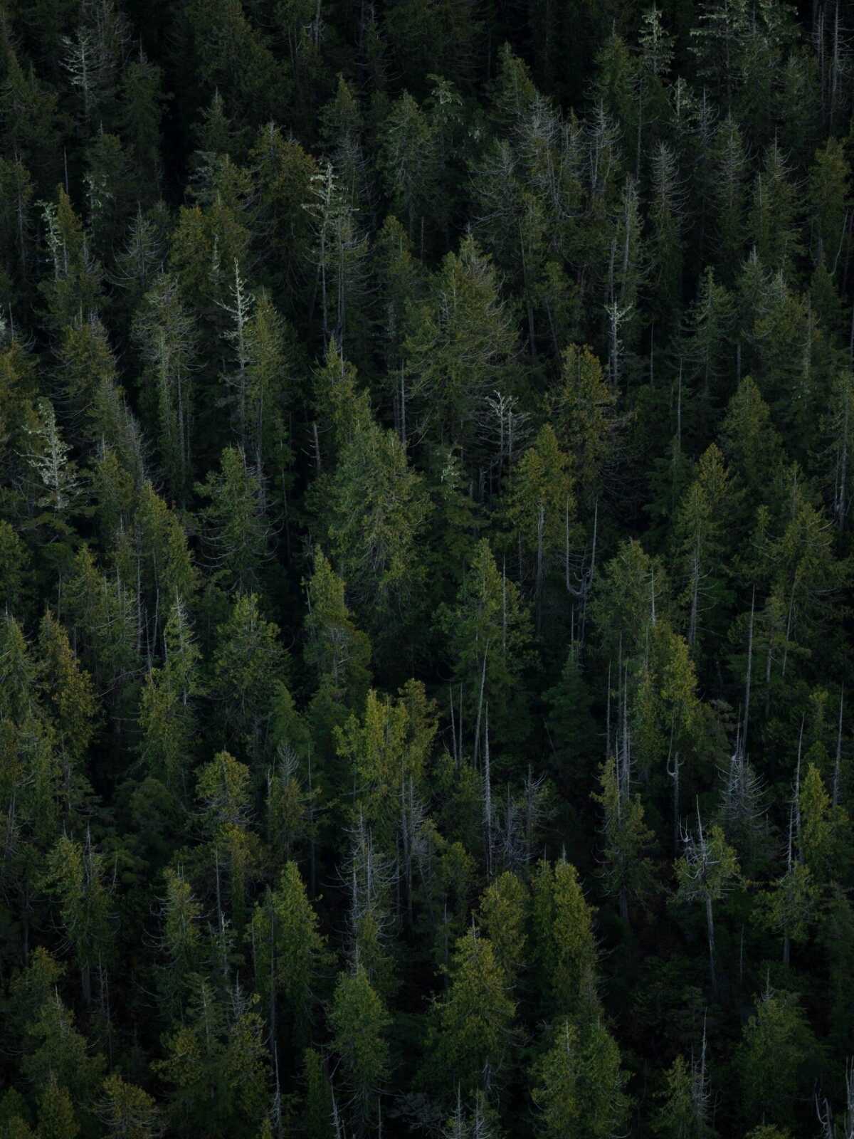 Forest Wallpapers (49 images) - WallpaperCat