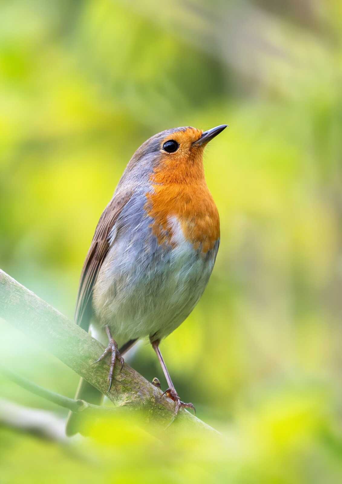 Robin (Bird) Wallpapers (44 images) - WallpaperCat