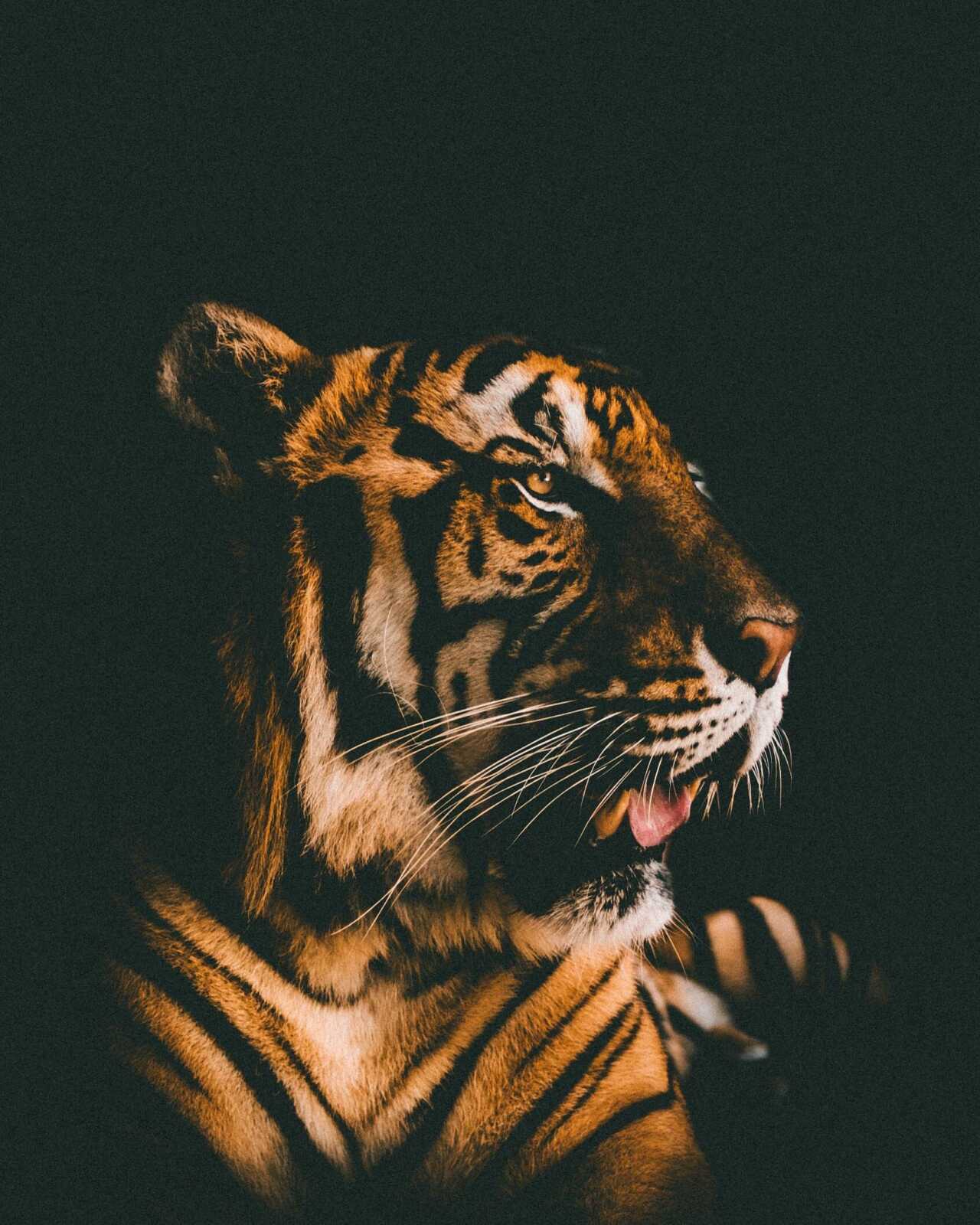 Tiger Wallpapers (86 images) - WallpaperCat