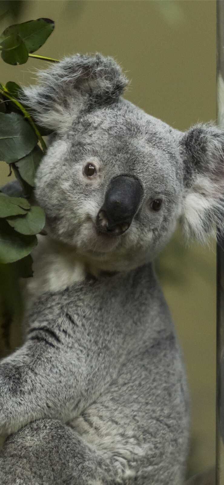 Koala Wallpapers (86 images) - WallpaperCat
