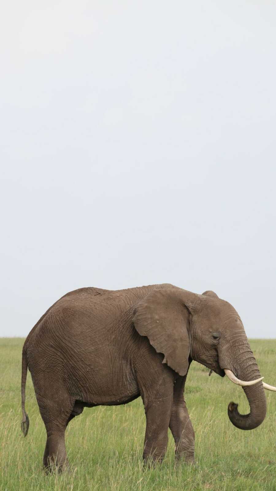 Elephant Wallpapers (38 images) - WallpaperCat