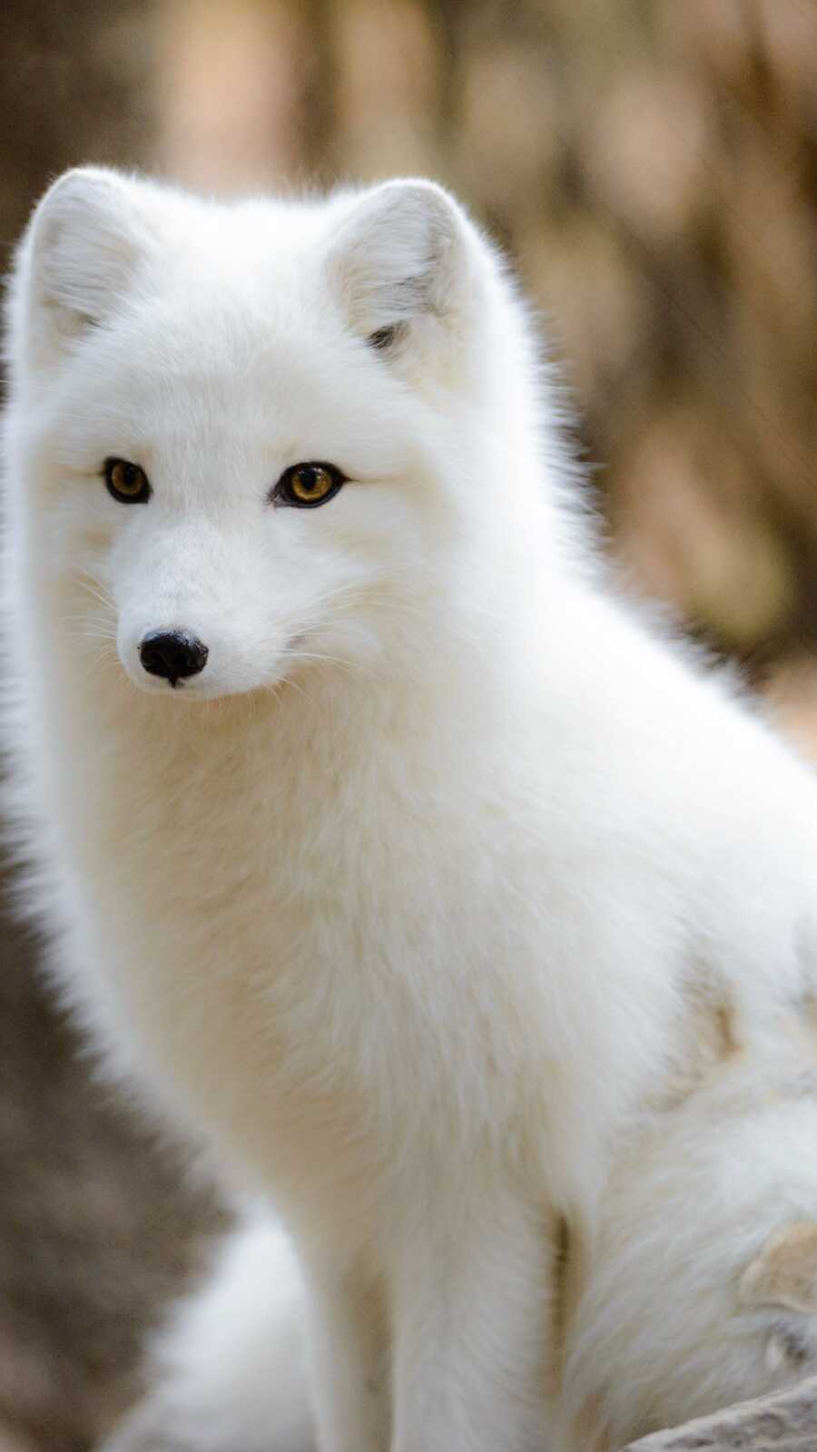Arctic Fox Wallpapers (61 images) - WallpaperCat