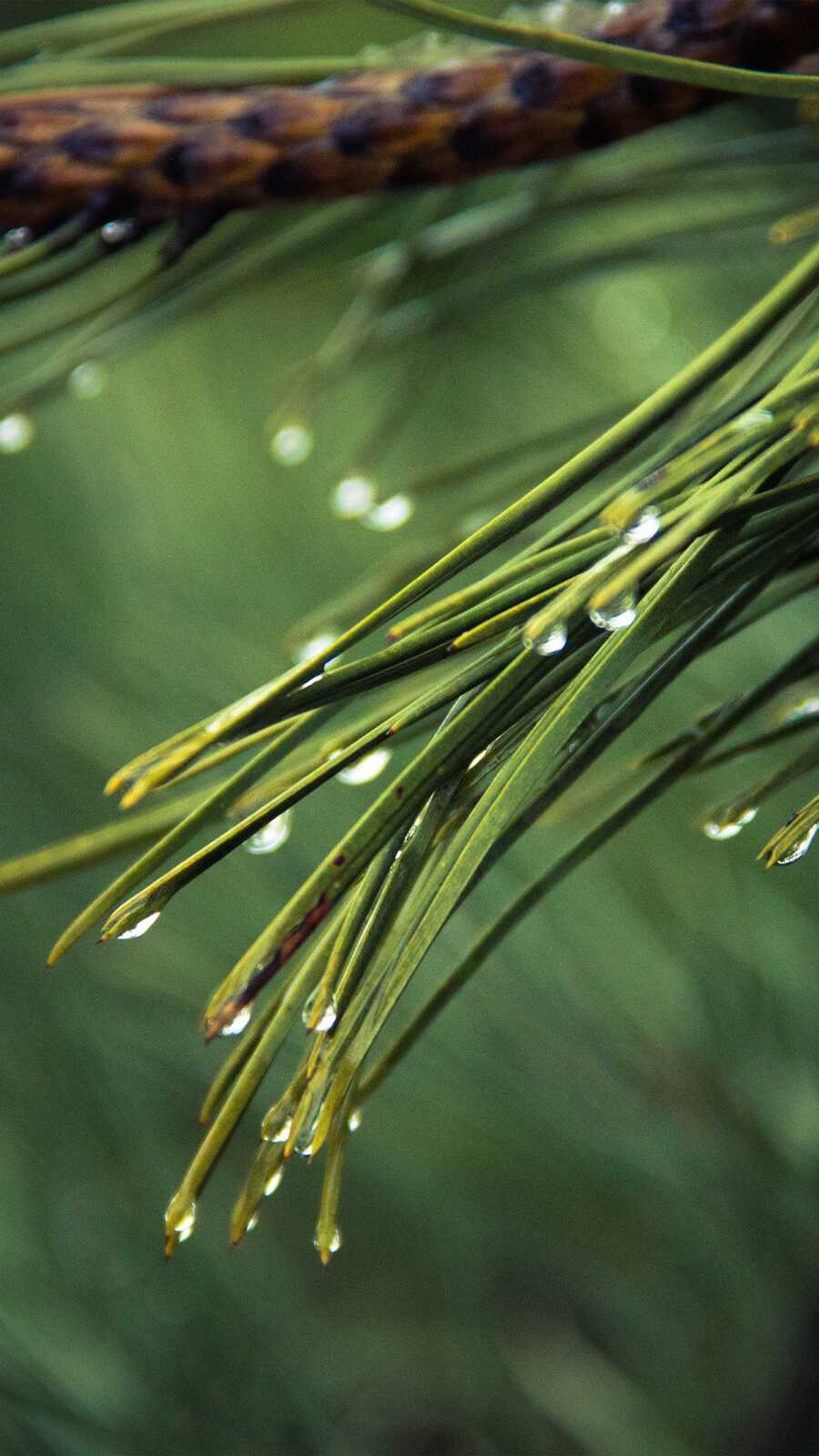 Pine Tree Wallpapers (80 images) - WallpaperCat