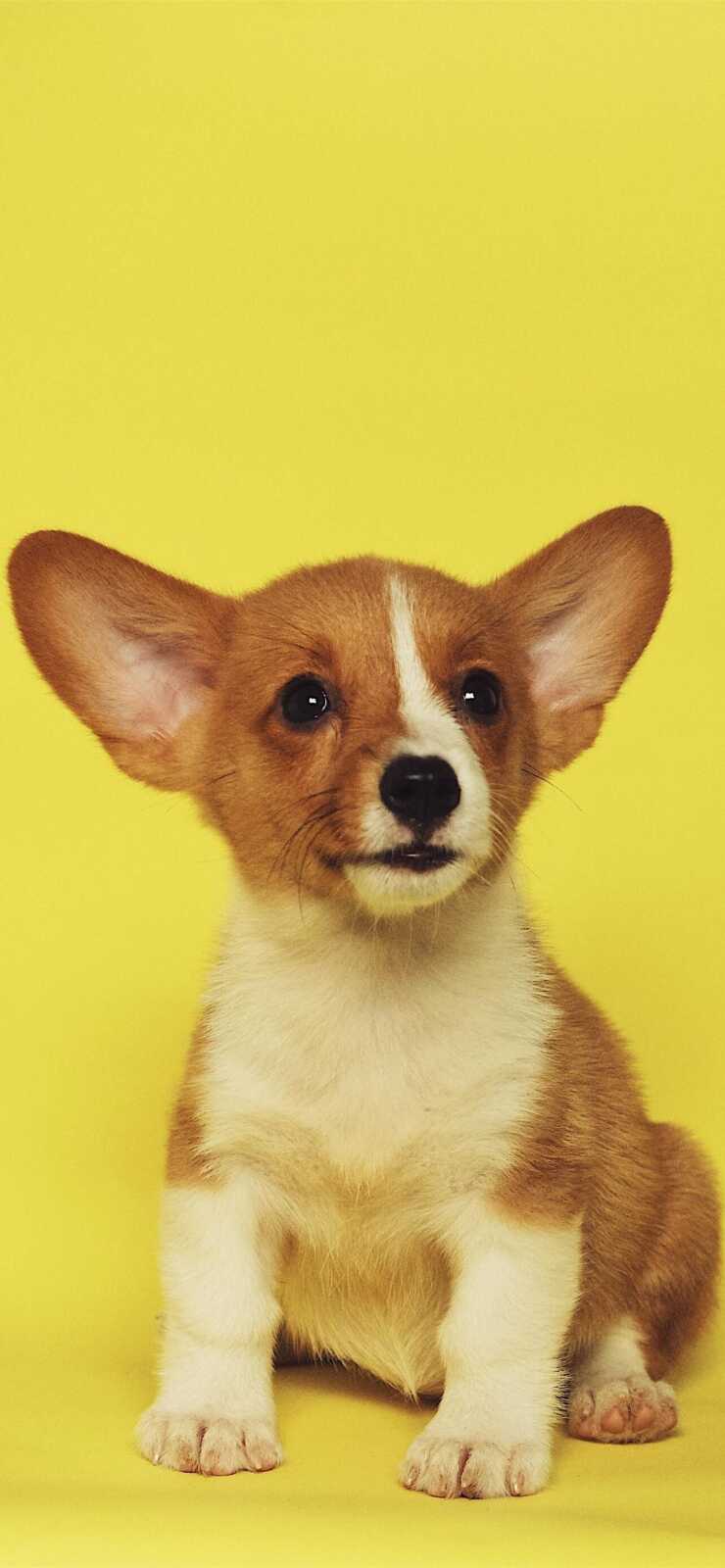Corgi Wallpapers (61 images) - WallpaperCat