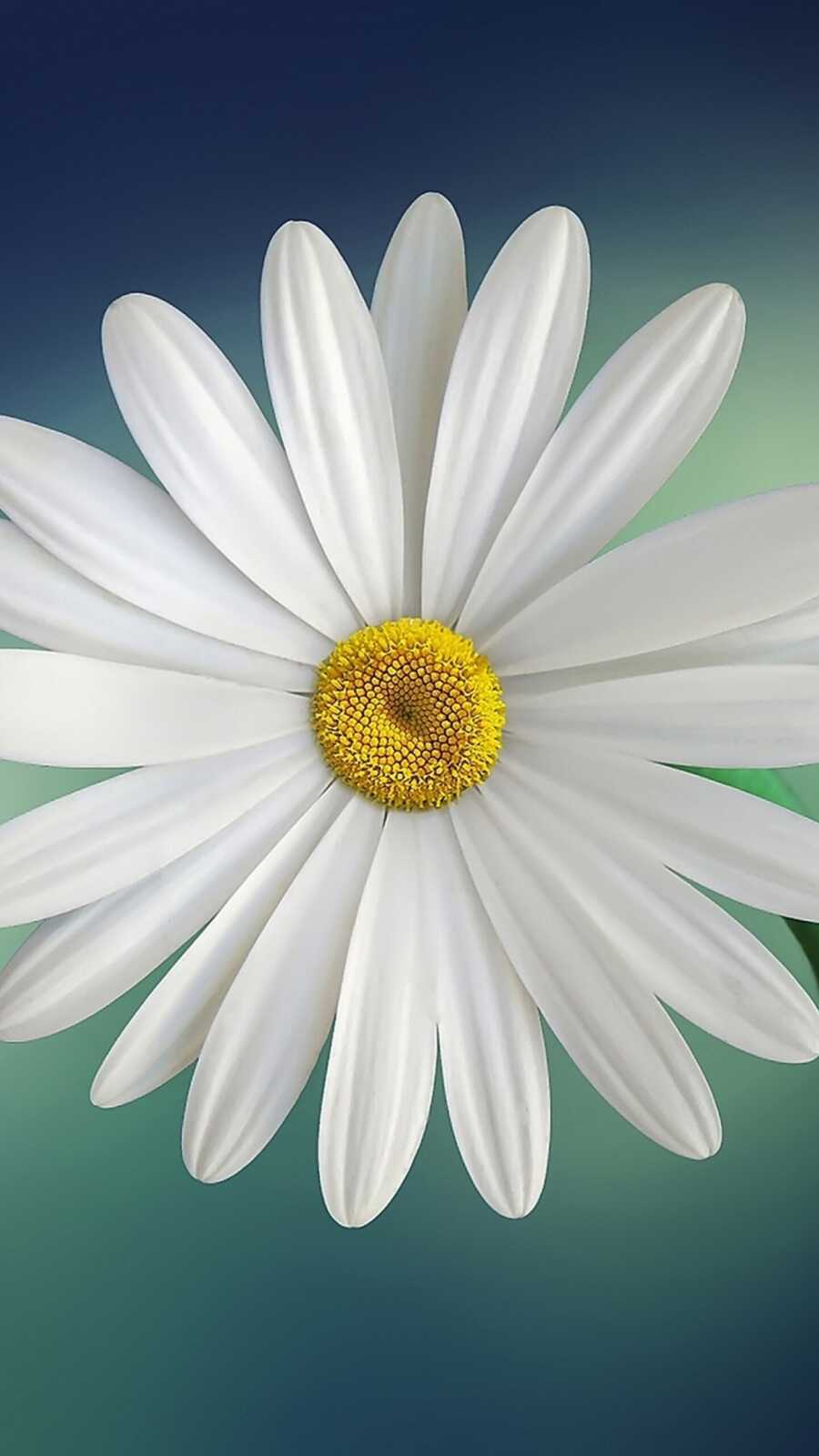 Daisy Wallpapers (37 images) - WallpaperCat