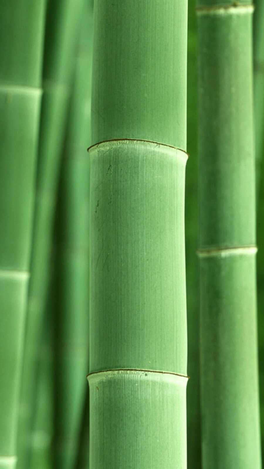 Bamboo Wallpapers (59 images) - WallpaperCat