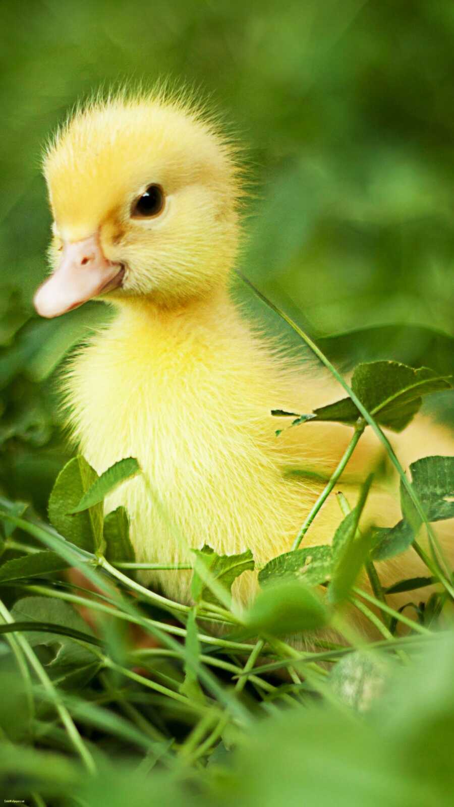 Duck Wallpapers (58 images) - WallpaperCat