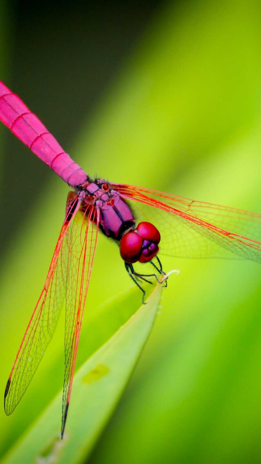 Dragonfly Wallpapers (31 images) - WallpaperCat