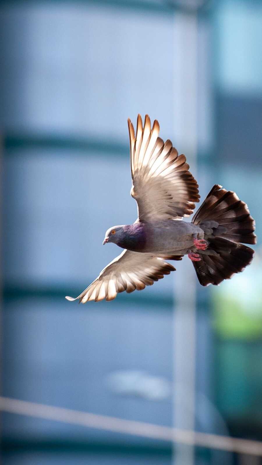 Pigeon Wallpapers (44 images) - WallpaperCat