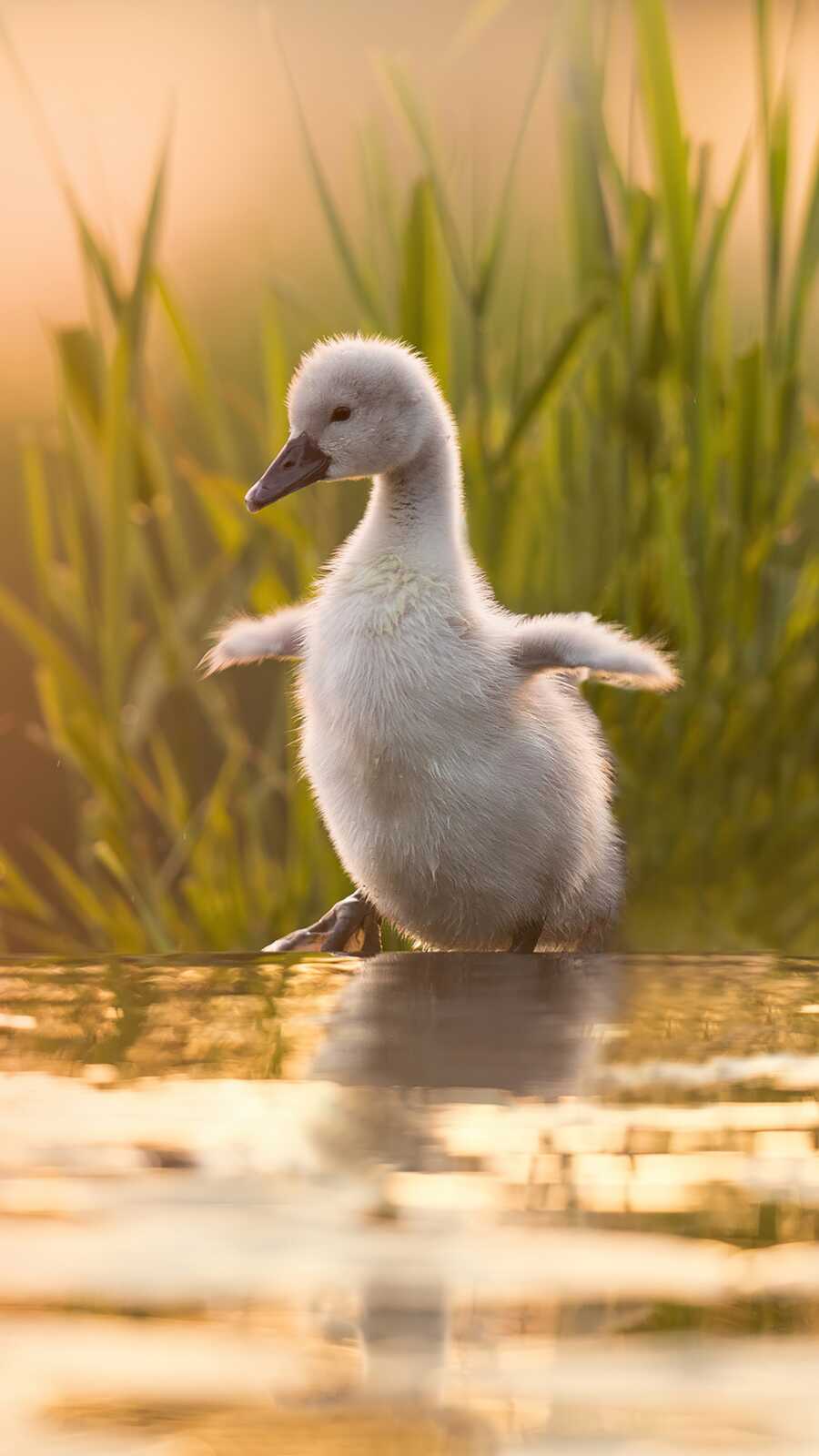 Goose Wallpapers (51 images) - WallpaperCat