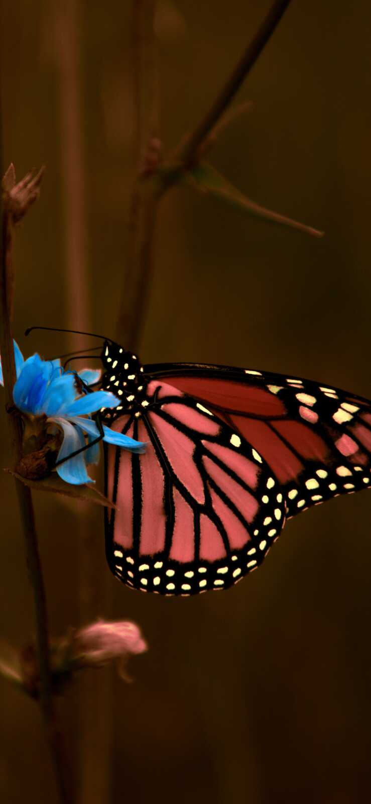 Butterfly Wallpapers (36 images) - WallpaperCat