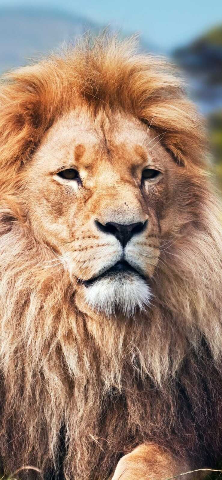 Lion Wallpapers (103 images) - WallpaperCat