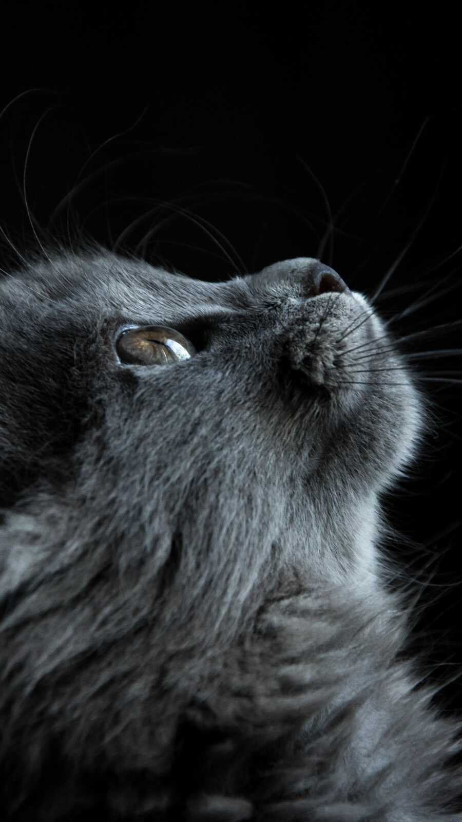 Cat Wallpapers (148 images) - WallpaperCat