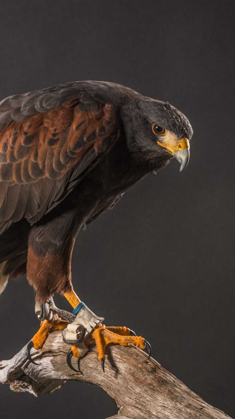 Hawk Wallpapers (46 images) - WallpaperCat