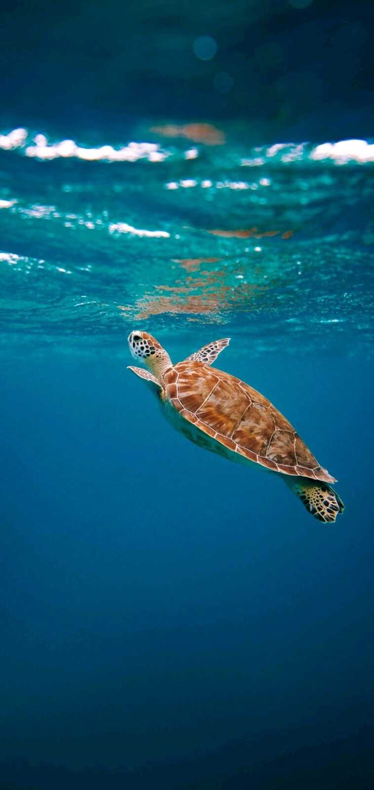 Sea Turtle Wallpapers (60 images) - WallpaperCat