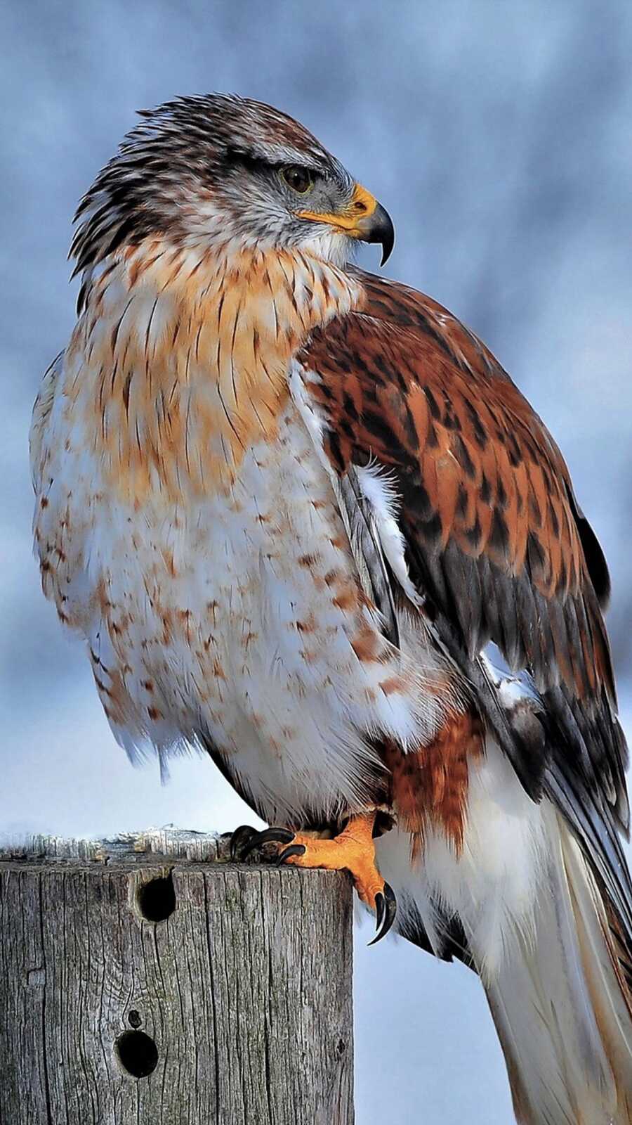 Hawk Wallpapers (46 images) - WallpaperCat