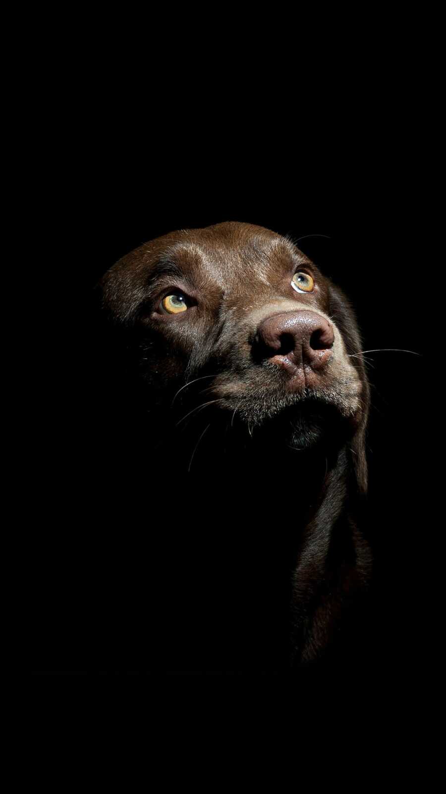 Labrador Wallpapers (42 images) - WallpaperCat