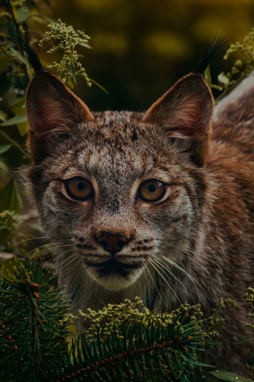 Lynx (Animal) Wallpapers (55 images) - WallpaperCat