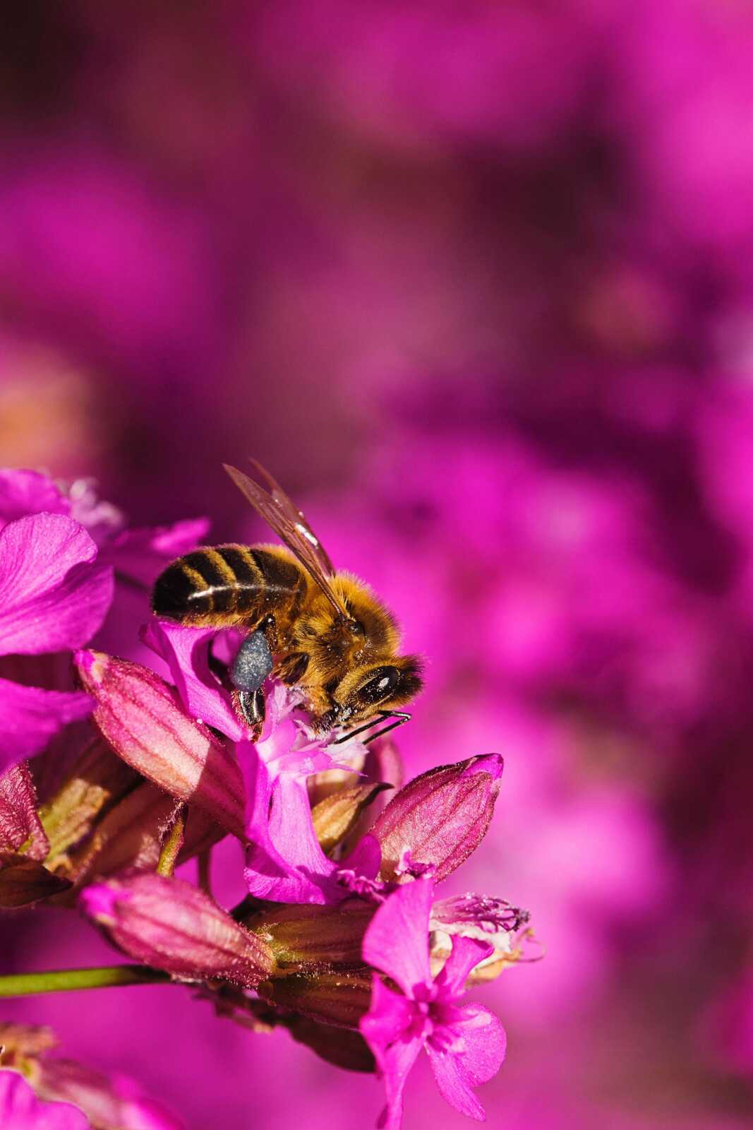 Bee Wallpapers (75 images) - WallpaperCat