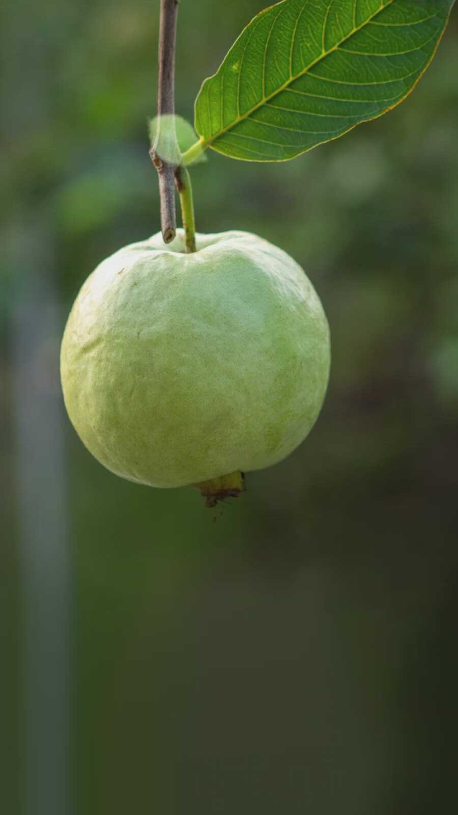 Guava Wallpapers (25 images) - WallpaperCat