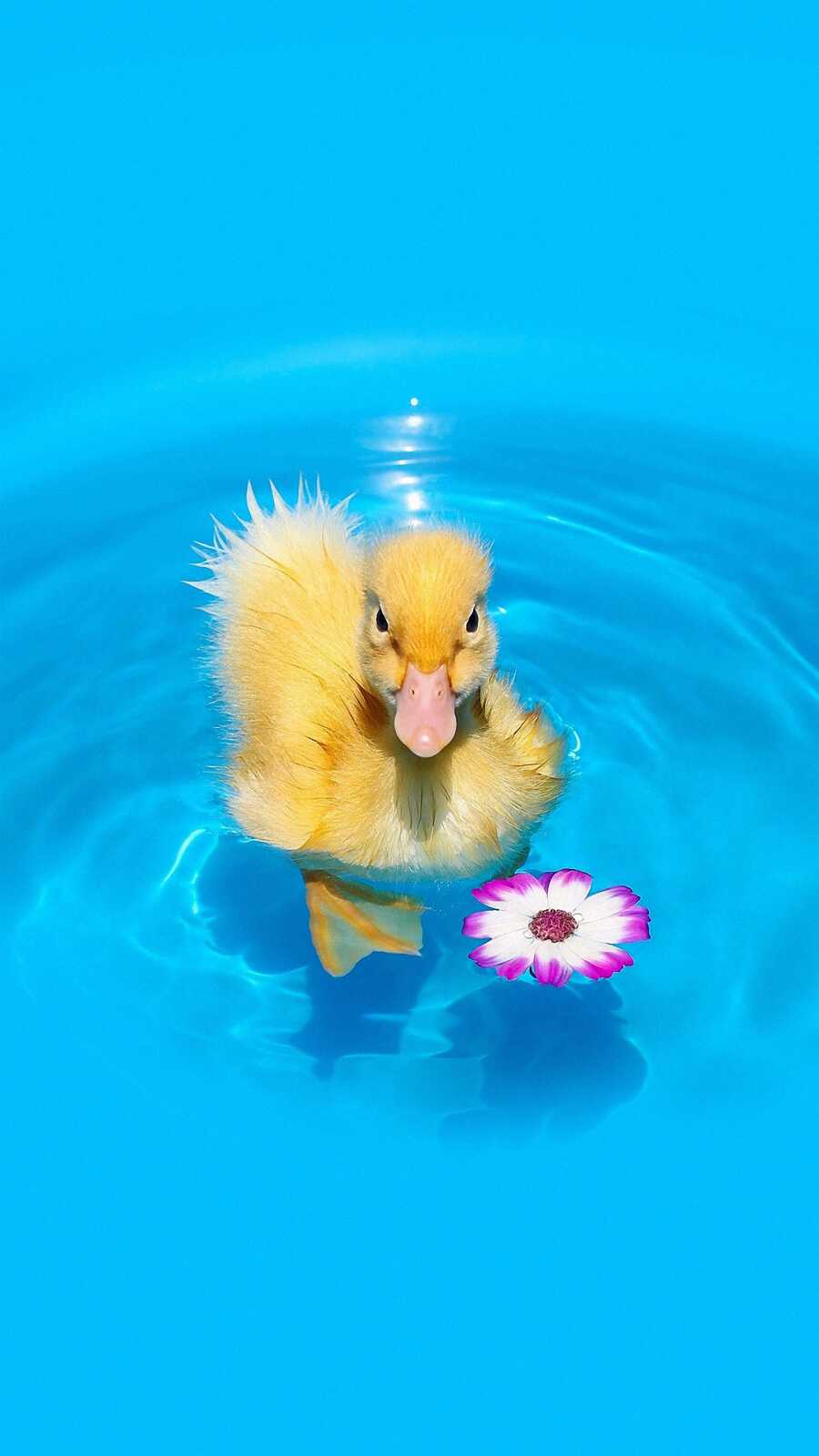 Duck Wallpapers (58 images) - WallpaperCat