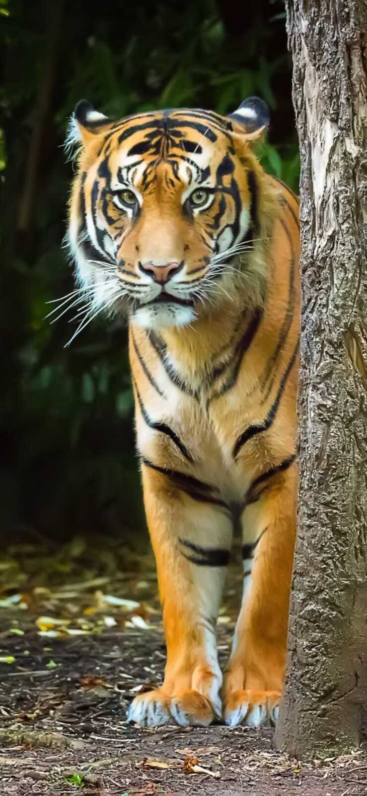 Tiger Wallpapers (86 images) - WallpaperCat