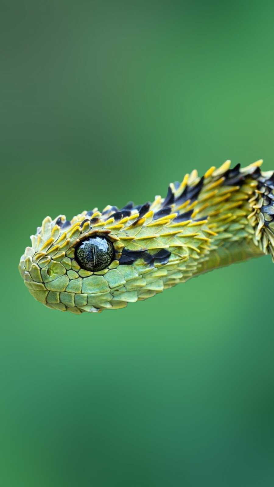 Snake Wallpapers (40 images) - WallpaperCat