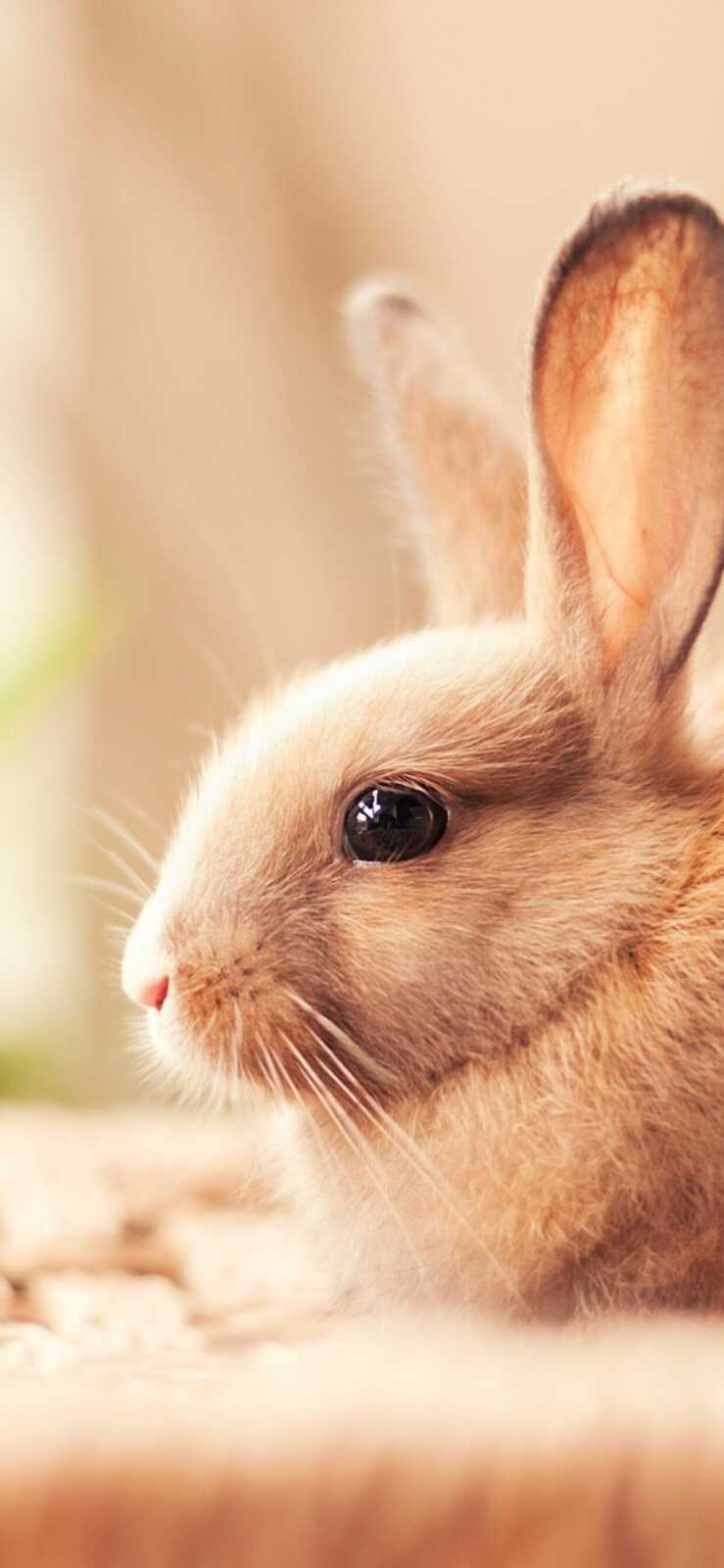 Rabbit Wallpapers (64 images) - WallpaperCat