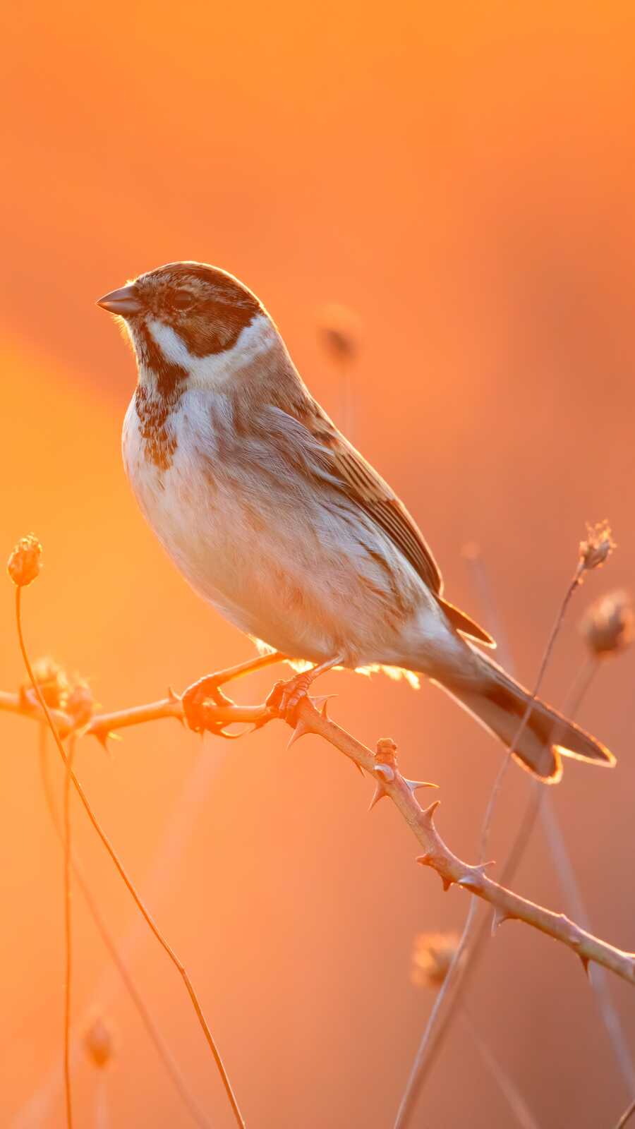 Sparrow (Bird) Wallpapers (46 images) - WallpaperCat