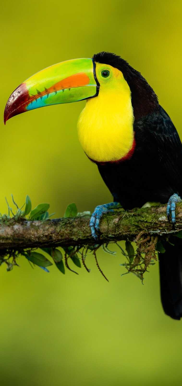 Toucan Wallpapers (71 images) - WallpaperCat