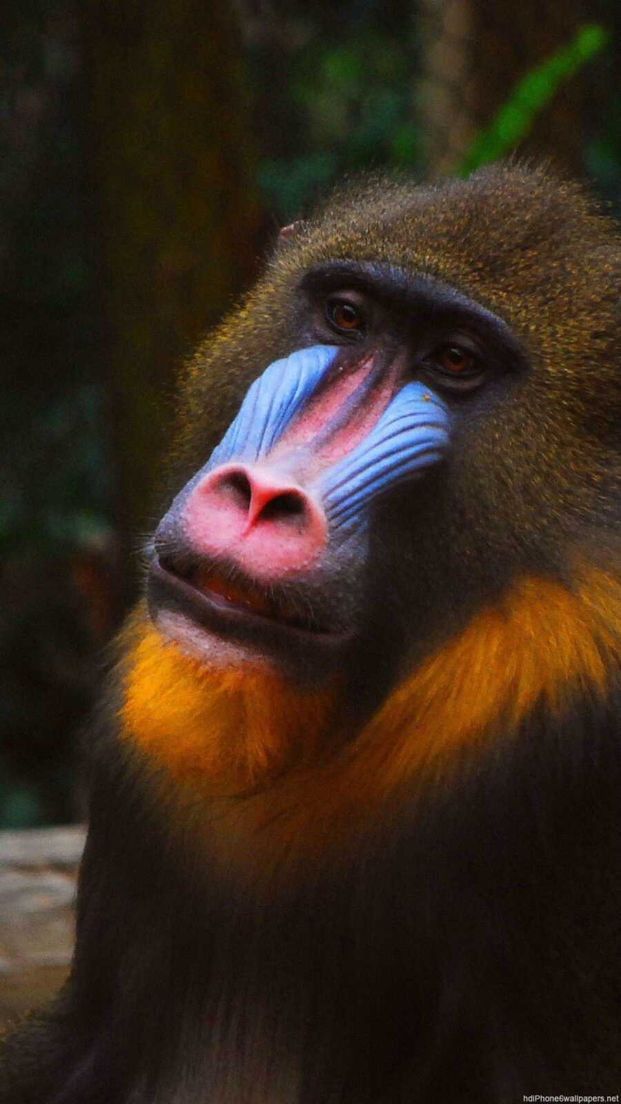 Monkey Wallpapers (60 images) - WallpaperCat