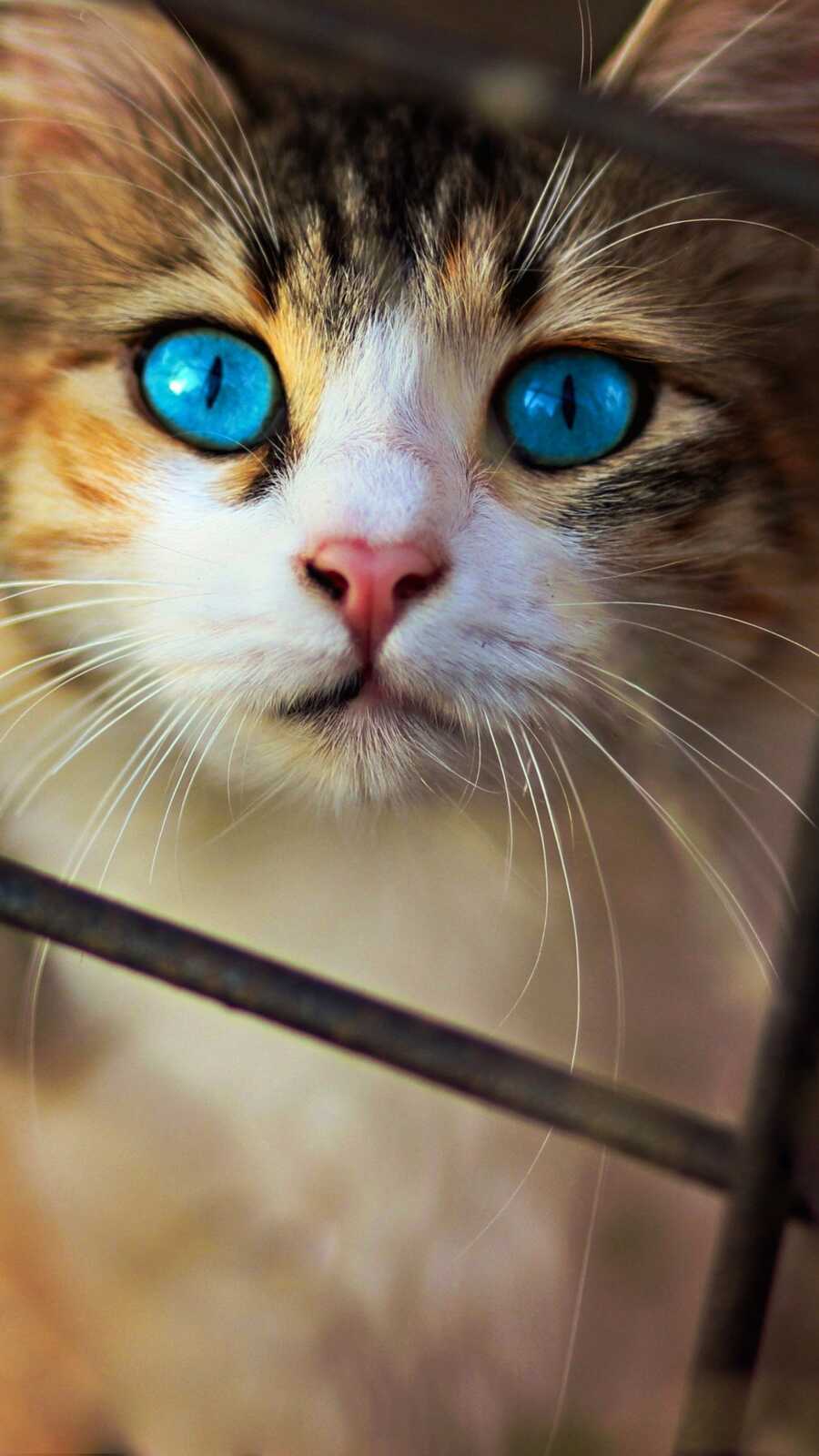 Pets Wallpapers (67 images) - WallpaperCat