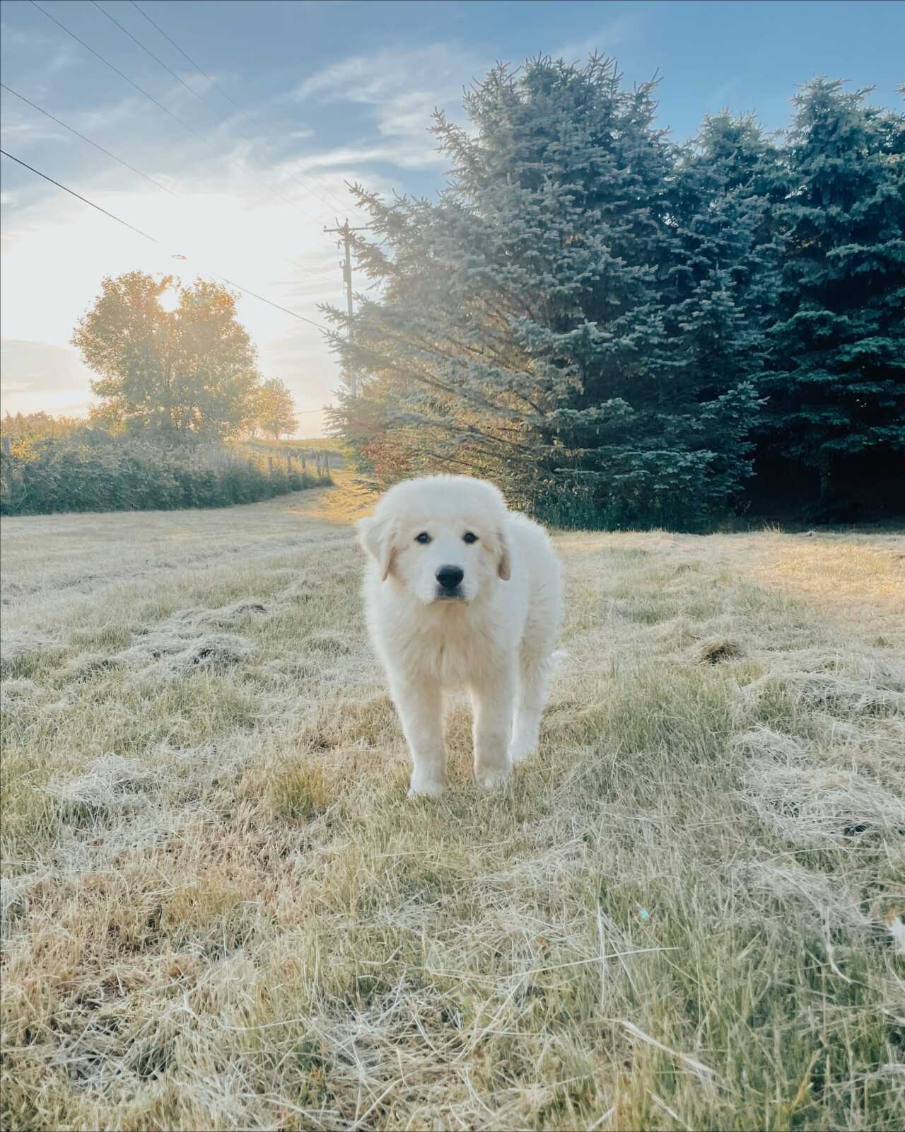 Great Pyrenees Wallpapers (30 images) - WallpaperCat