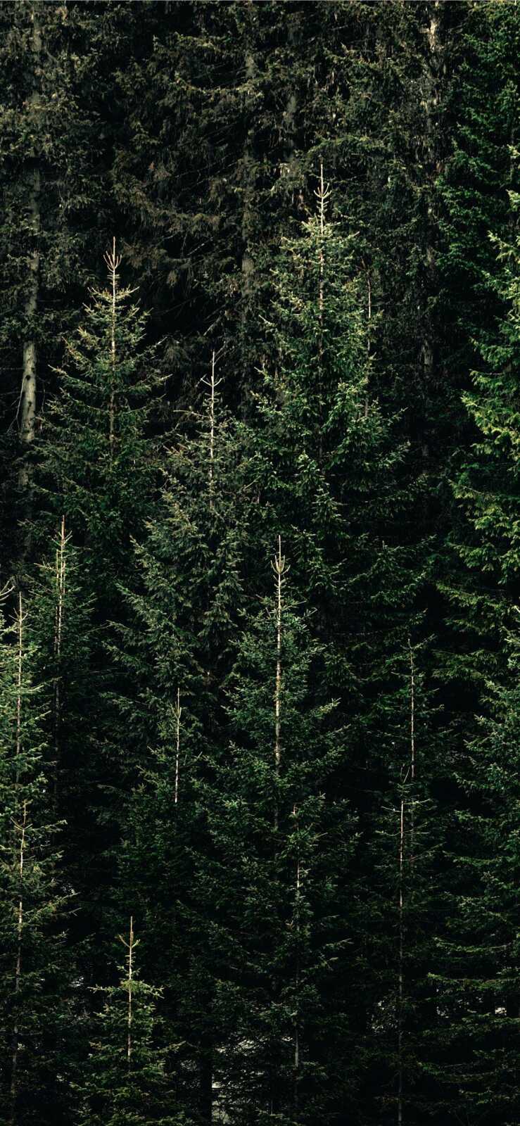 Pine Tree Wallpapers (80 images) - WallpaperCat