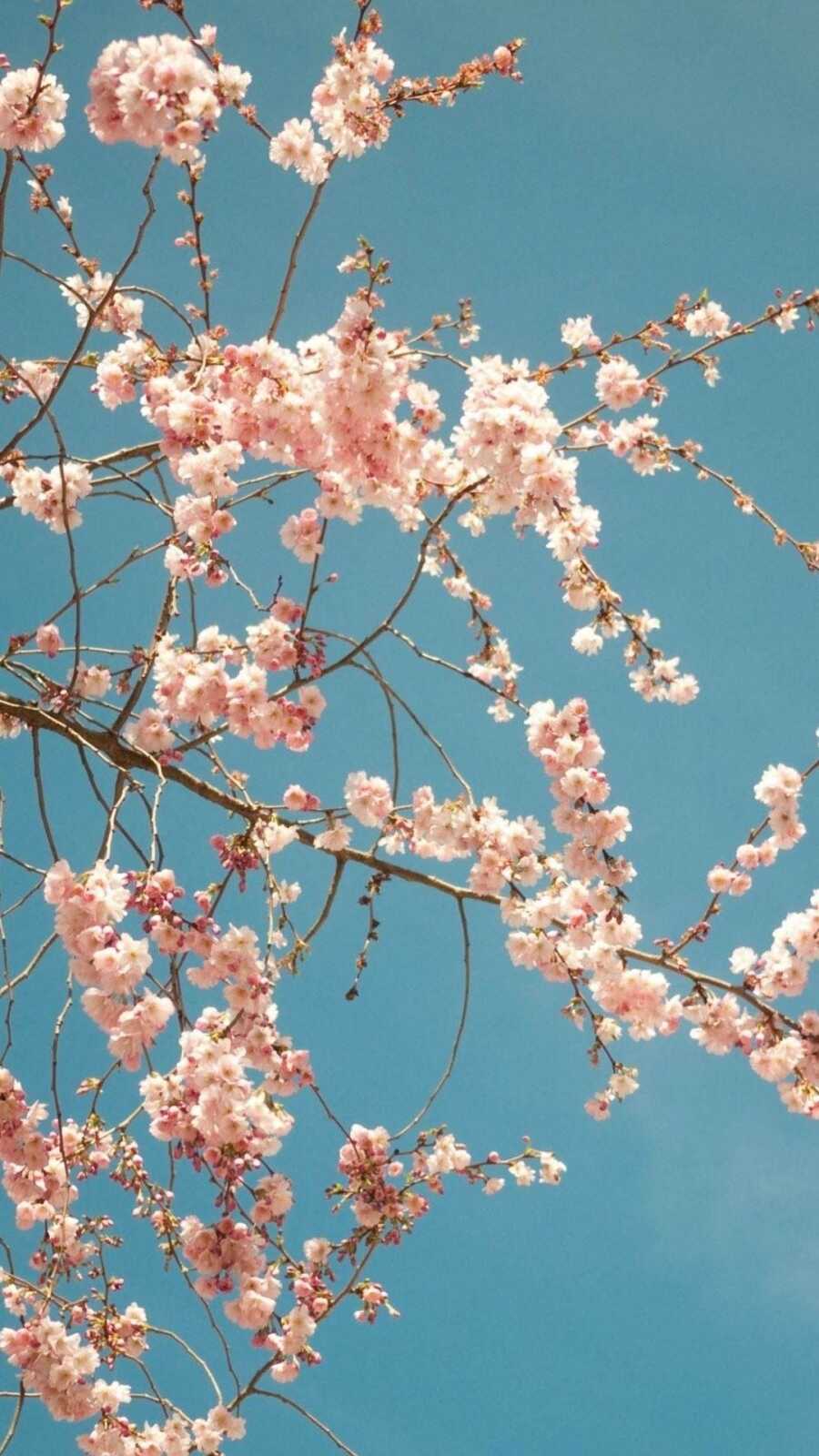 Cherry Tree Wallpapers (14 images) - WallpaperCat