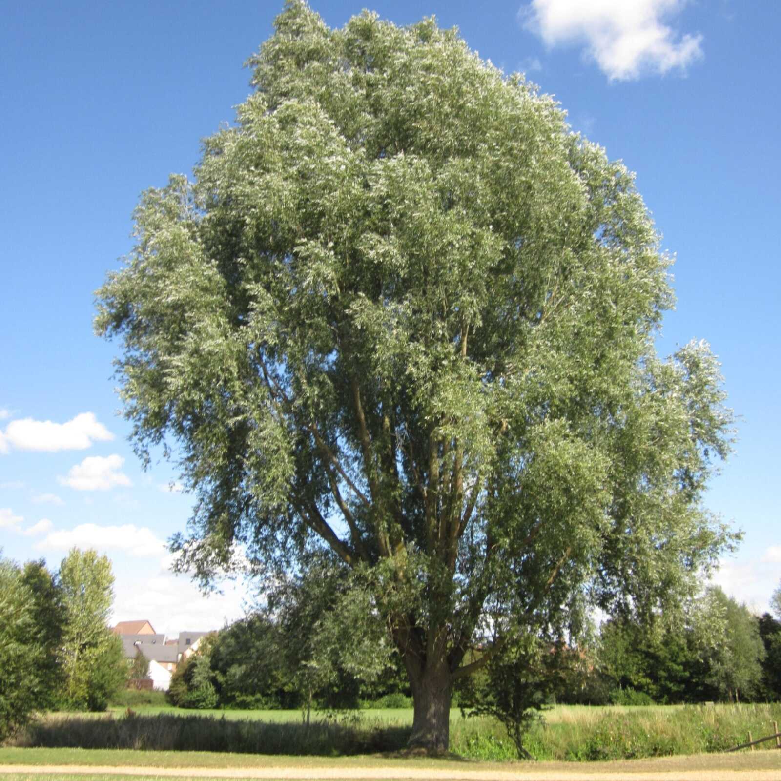 Willow Tree Wallpapers (47 images) - WallpaperCat