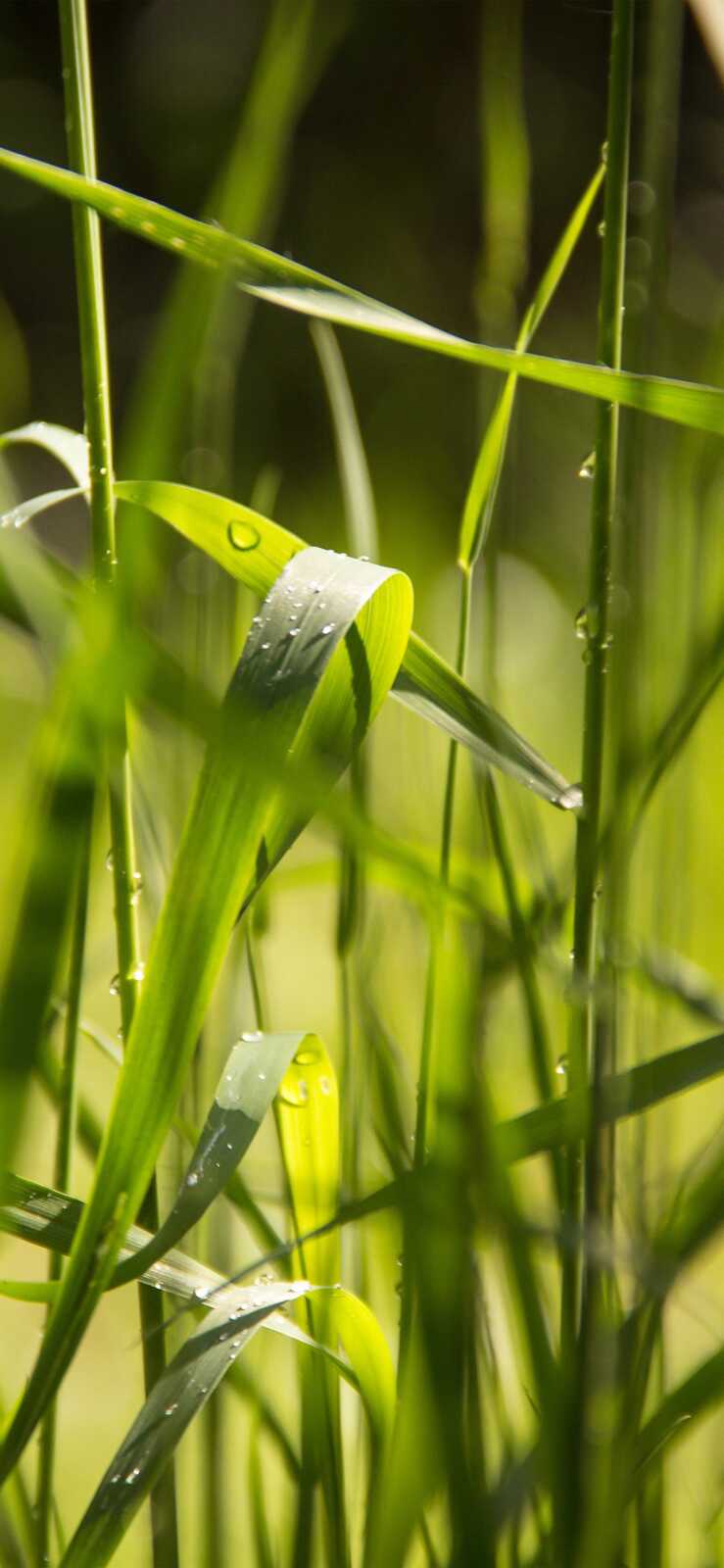Grass Wallpapers (51 images) - WallpaperCat