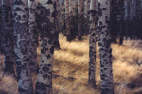 Locust Tree Wallpapers (19 images) - WallpaperCat