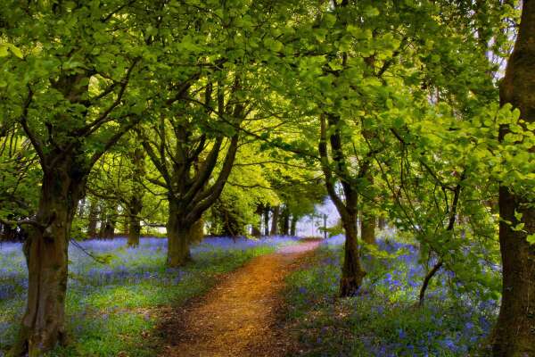 Linden Tree Wallpapers (20 images) - WallpaperCat