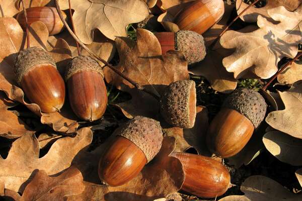 Cedar Nuts Wallpapers (8 images) - WallpaperCat