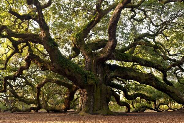 Teak Tree Wallpapers (7 images) - WallpaperCat