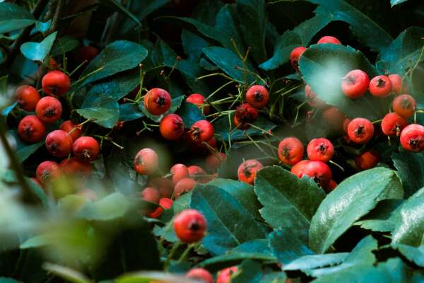 Cedar Tree Wallpapers (23 images) - WallpaperCat