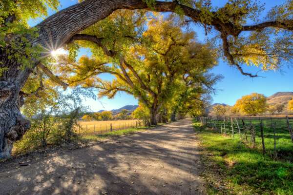 Cedar Tree Wallpapers (23 images) - WallpaperCat